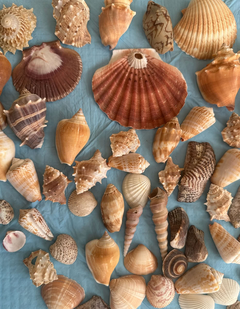 Free: Sea Shells (Midtown East)