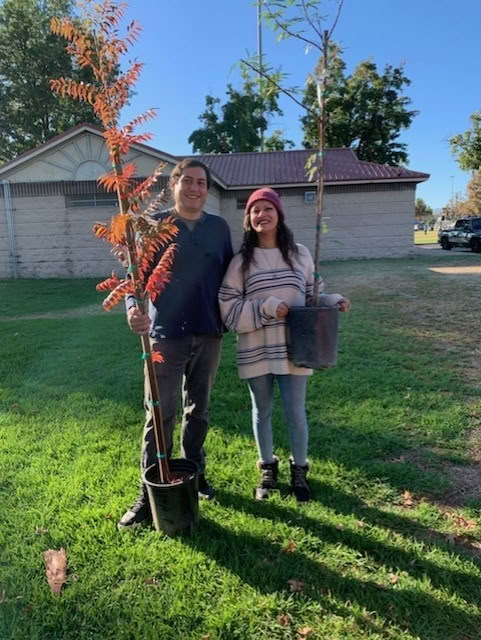 Free: Shade Trees in 5-Gal. Pots (Coachella Library)