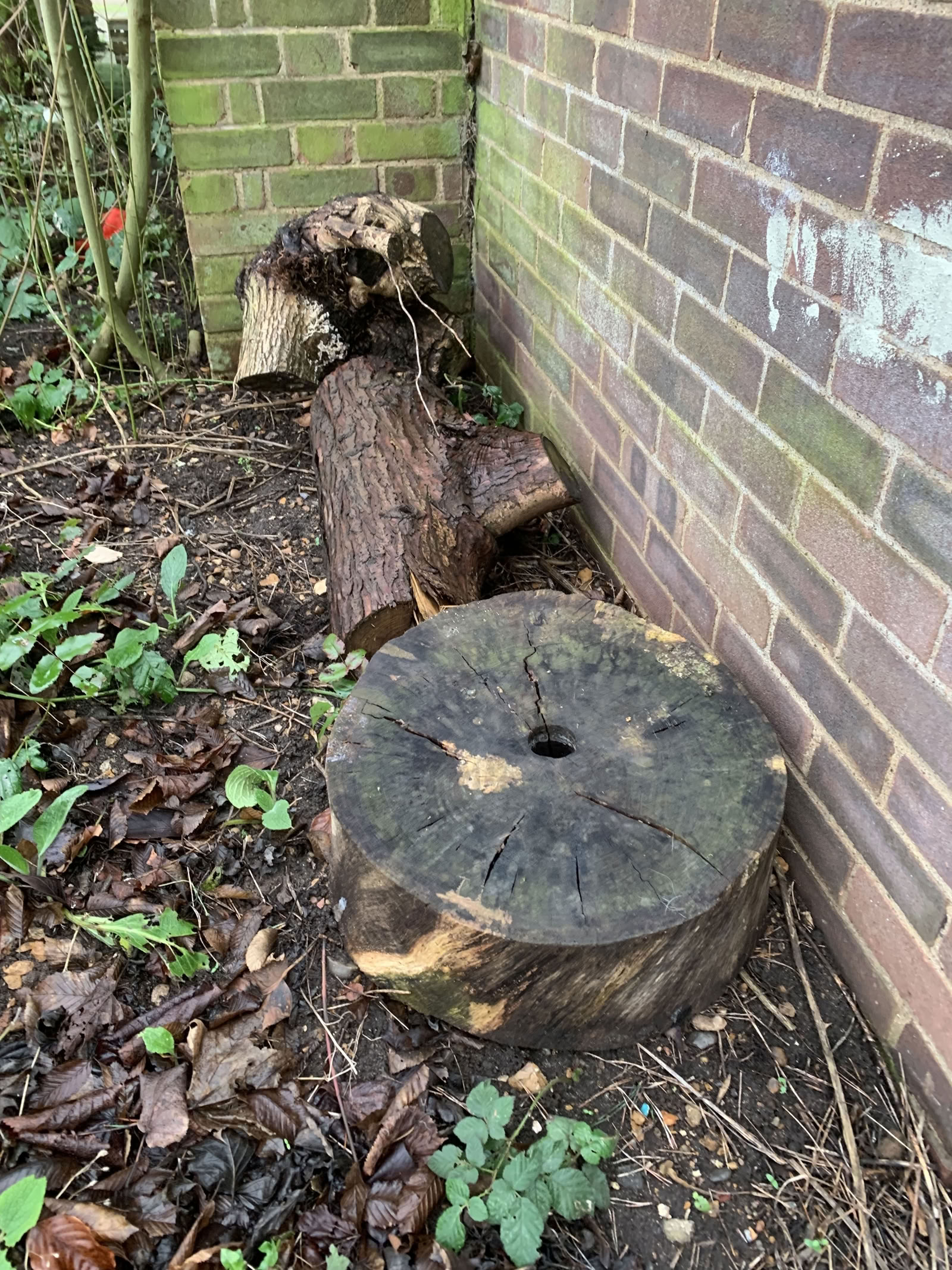 Free: Tree stump as garden feature (West Molesey.)