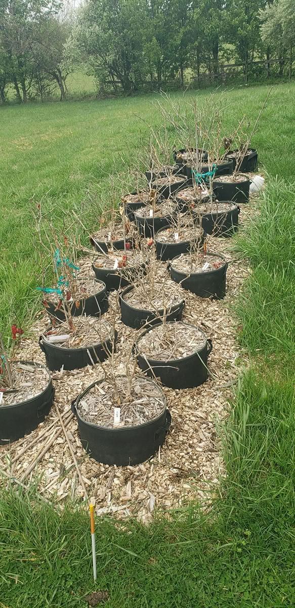 Free: Great Potting Soil, Without Pots (Front Royal)