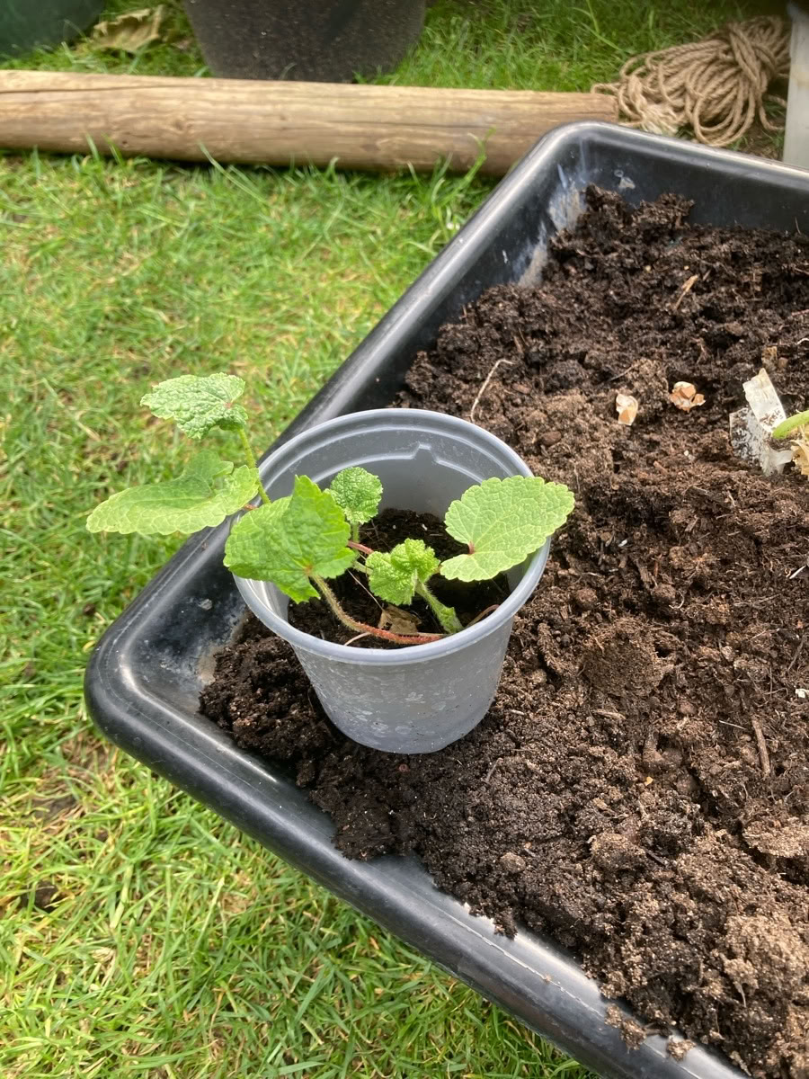 Free: Holly hock (Letchworth wilbury)