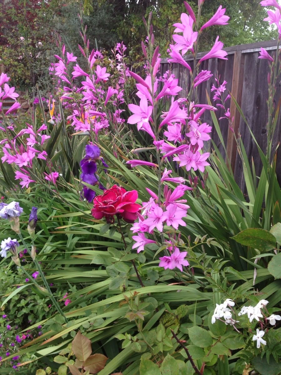 Free: Bugle lily SEEDS (Pleasant Hill)