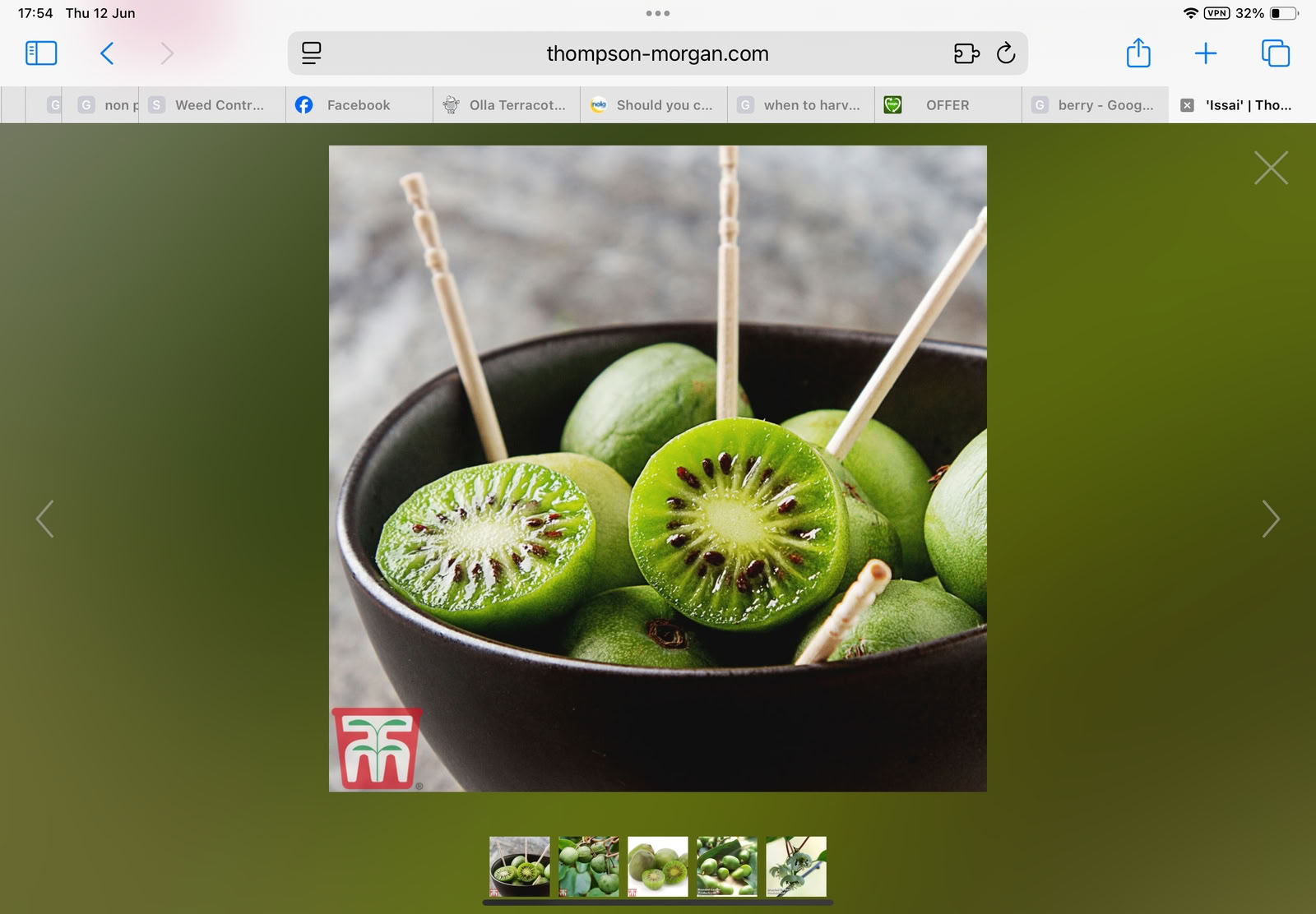 Free: Kiwi berry plant New shoots showing! (Stone Cross BN23 ...