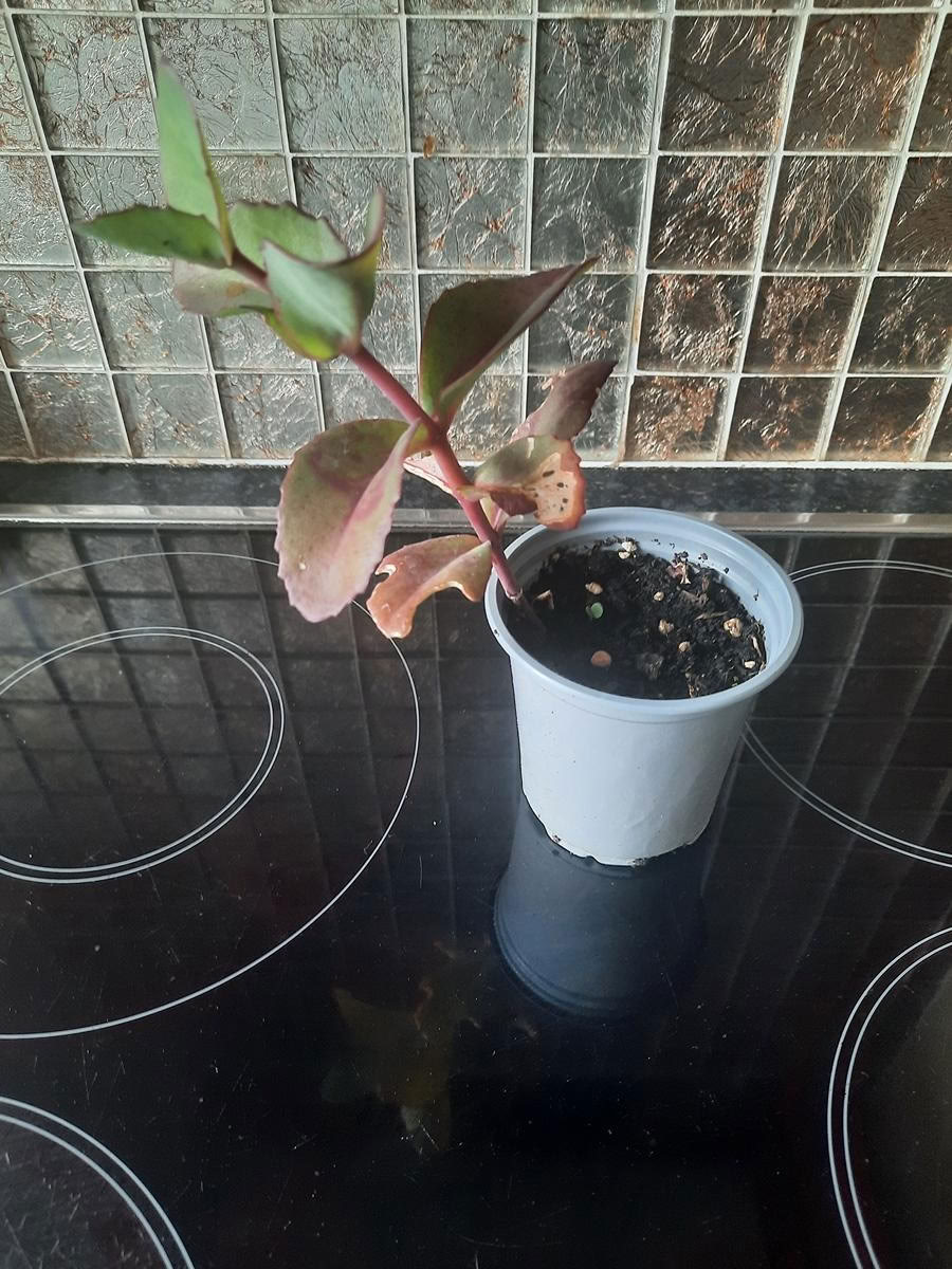 Free: Sedum cutting purple stems (Morden SM4)