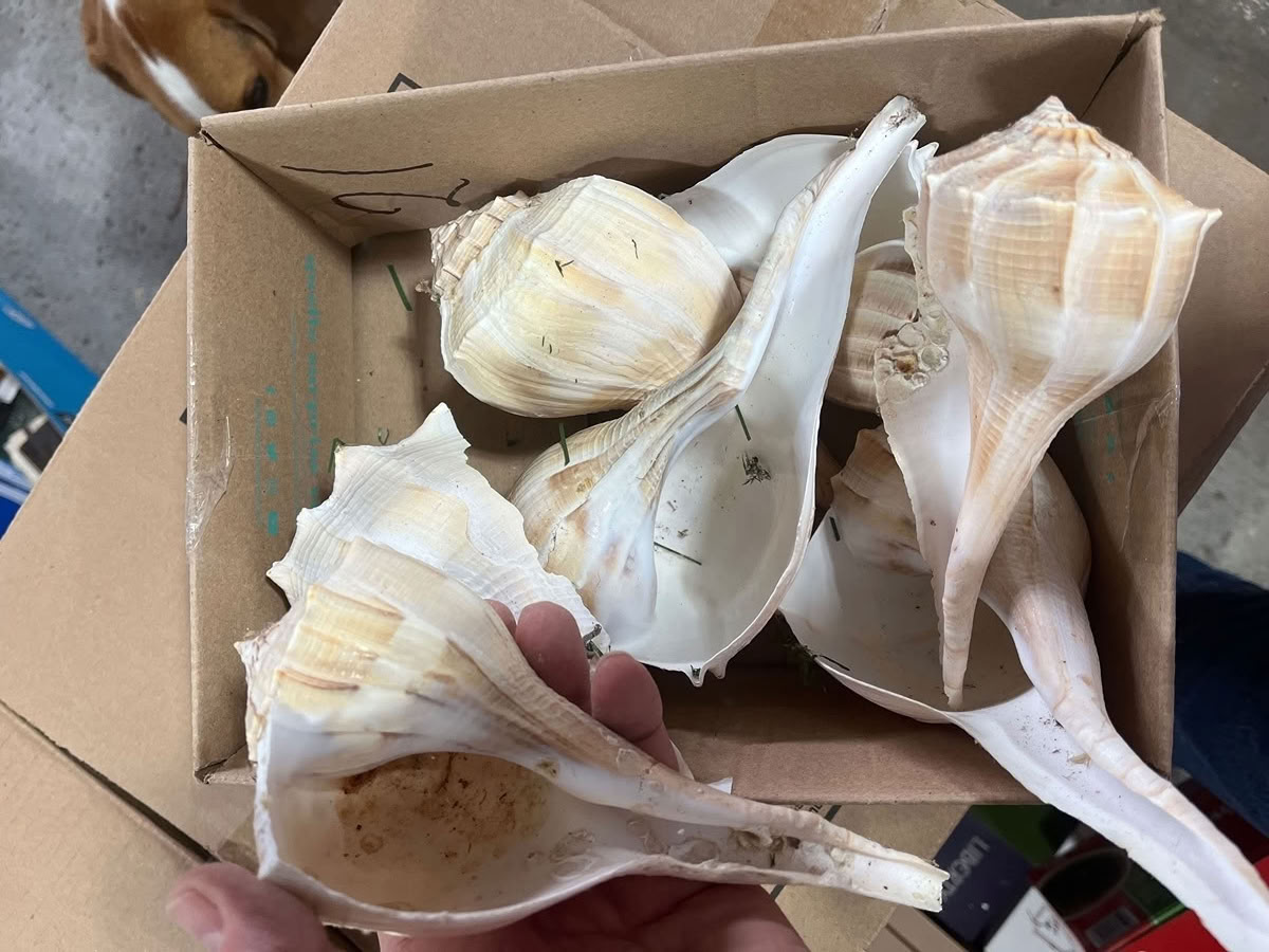 Free: Sea shells (Kanata Lakes/Beaverbrook) - Full Circles Ottawa