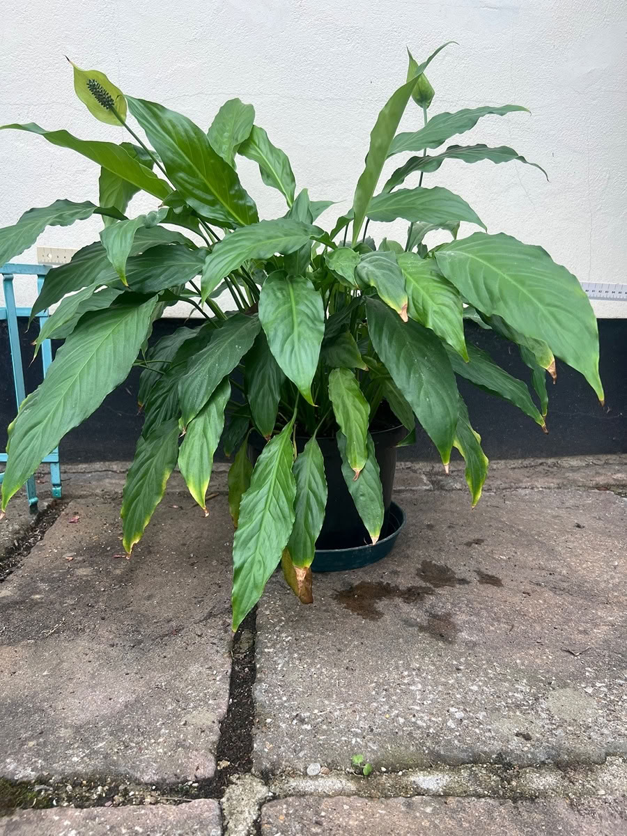 Free: Large Peace Lily houseplant (Orpington BR6) - Bromley Freegle