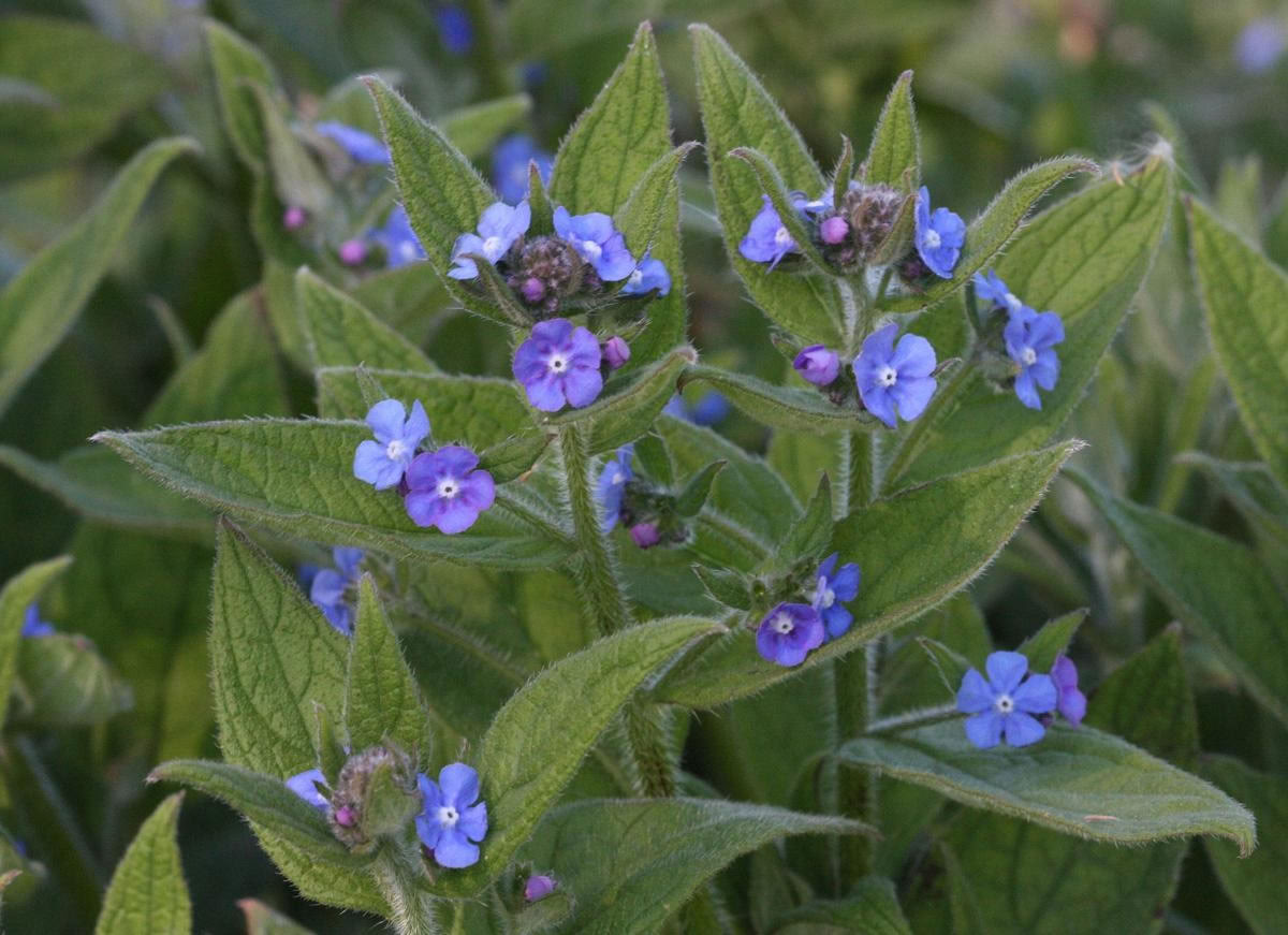 Free: Rosemary,Blue Alkanet, Garden stuff (Edinburgh EH17) - Edinburgh ...