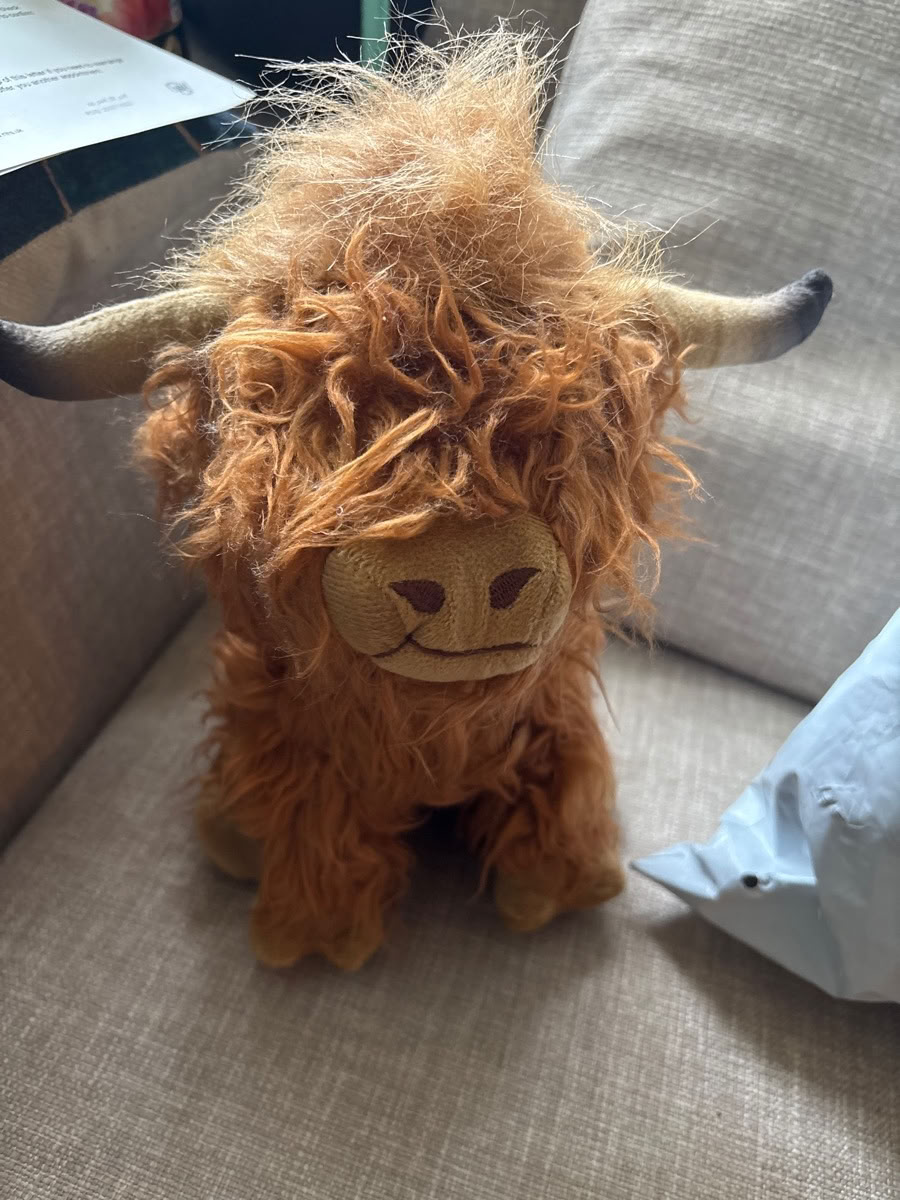 Free: Highland cow shaggy soft toy (Limehouse E1)