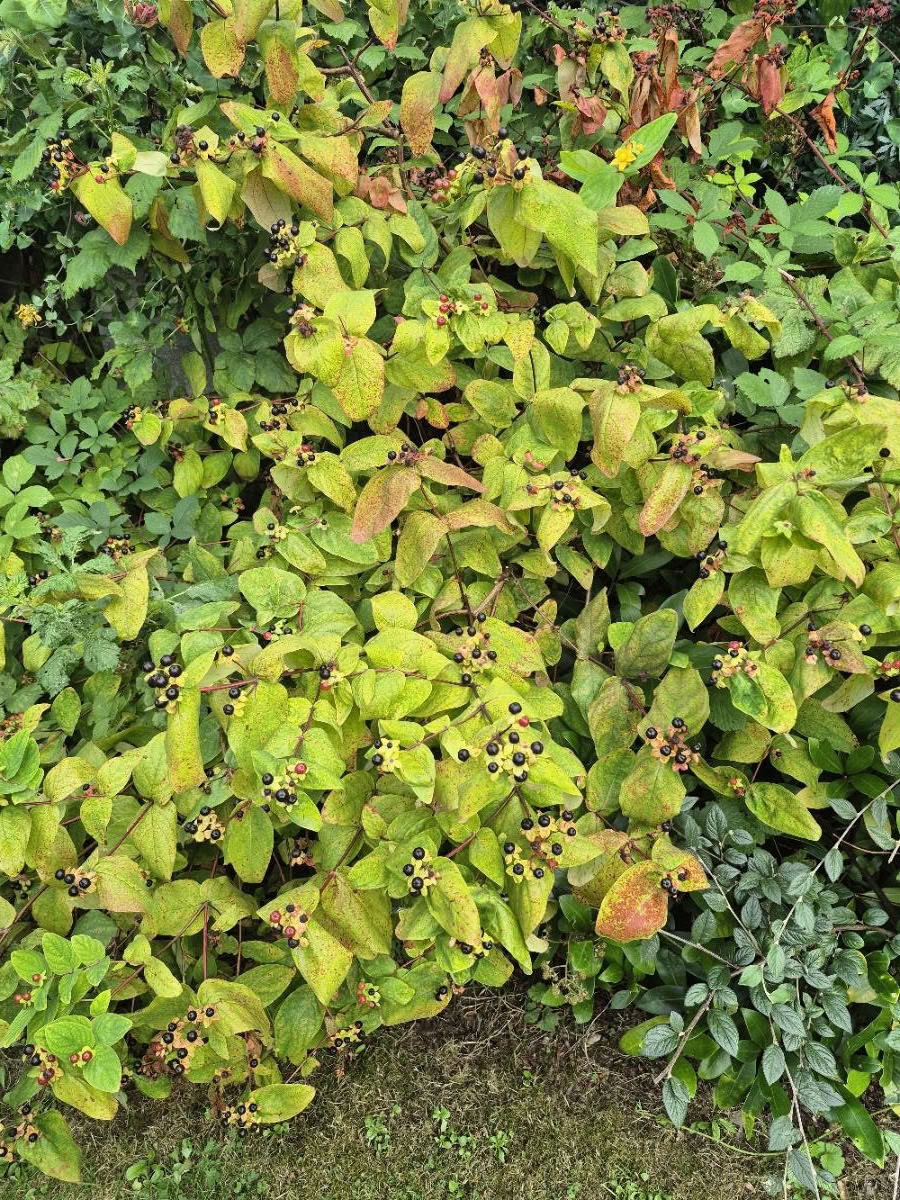 Free: Plant (Goatstown)