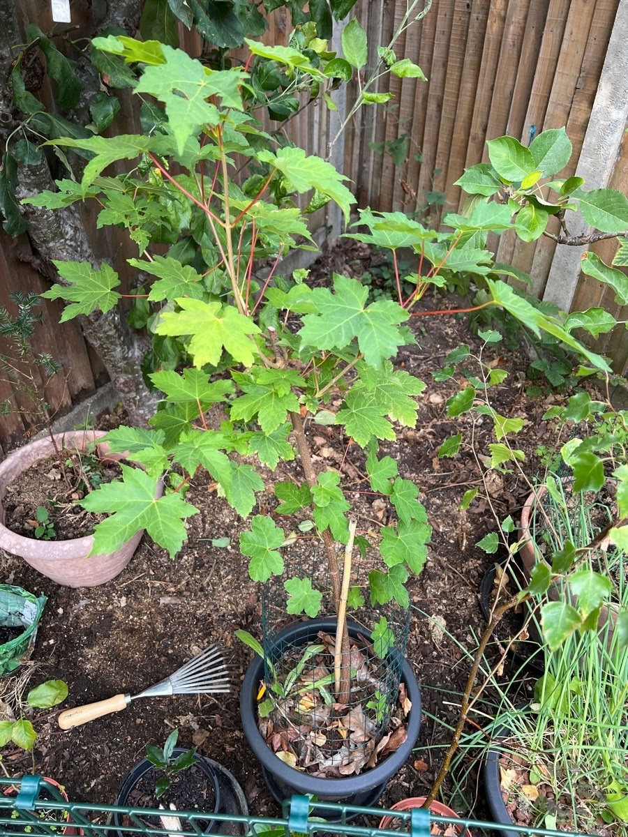 Free: Maple tree (Cove GU14) - Blackwater and Yateley Freegle