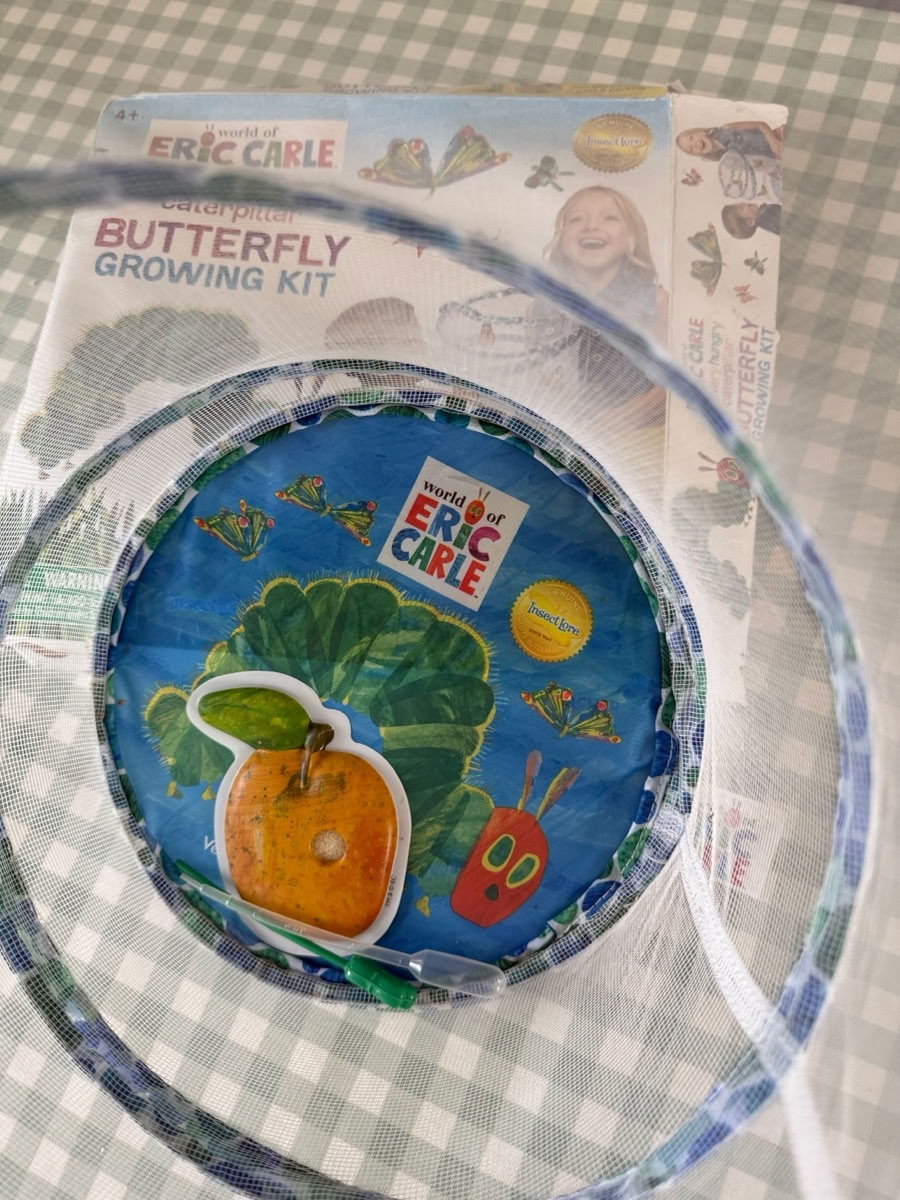 Free: Butterfly grow kit (Ringwood)