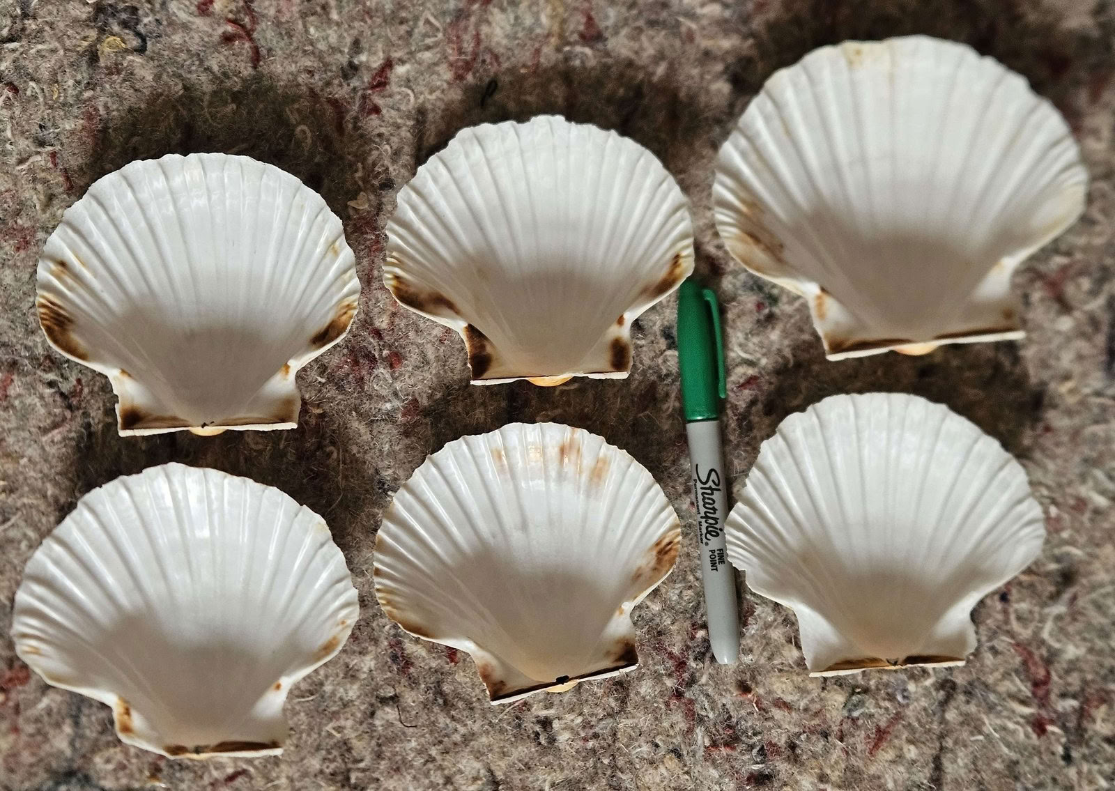Free: Six Scallop shells (Clevedon BS21) - Clevedon & Portishead Freegle