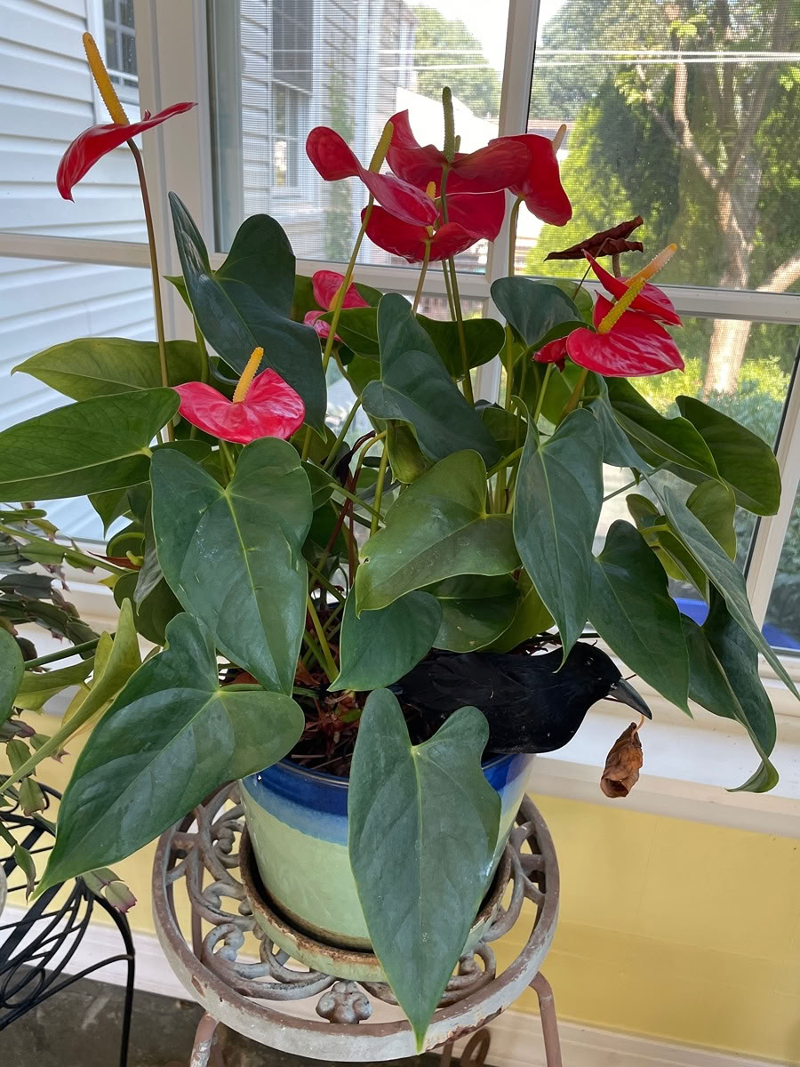 Free: Flamingo Lily - houseplant (Bloomfield)