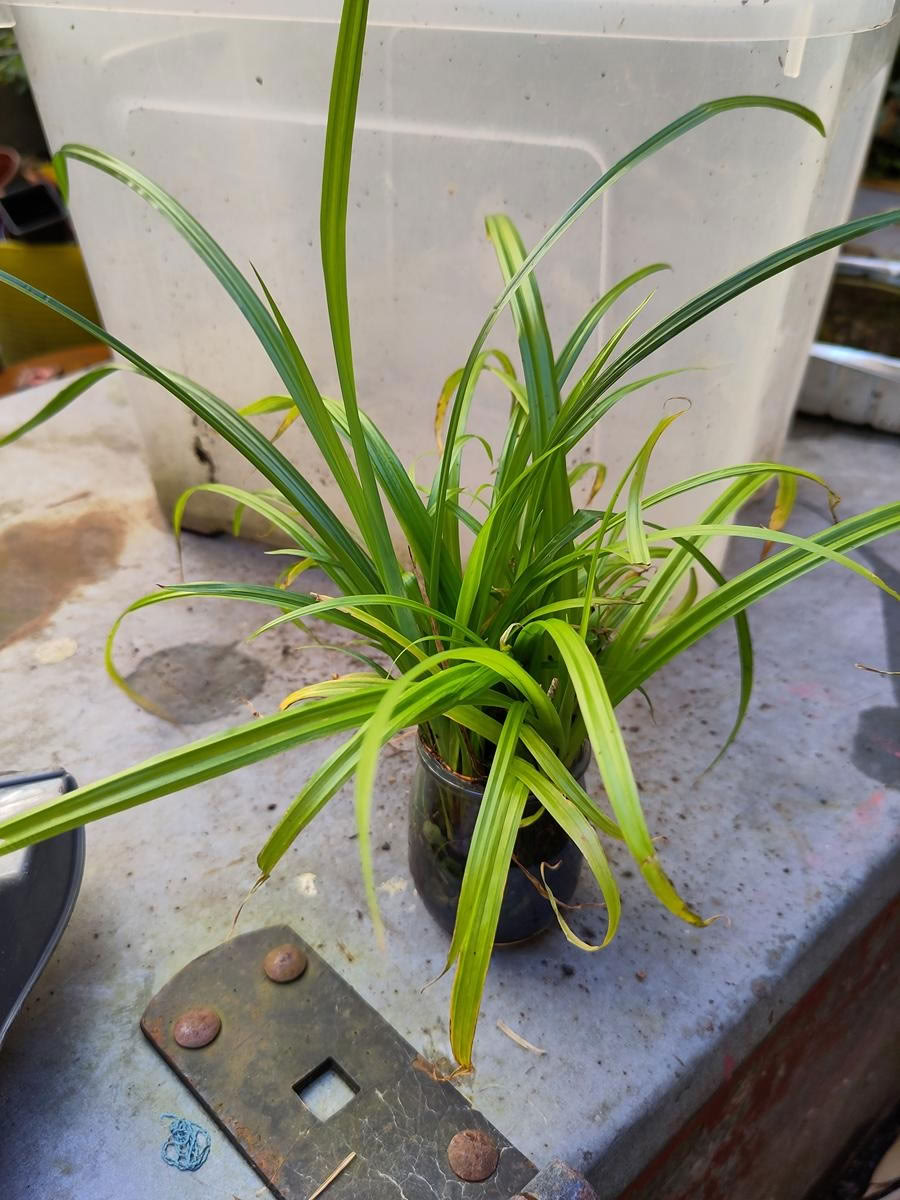 Free: Small drooping sedge plants (L1 Liverpool City Centre ...