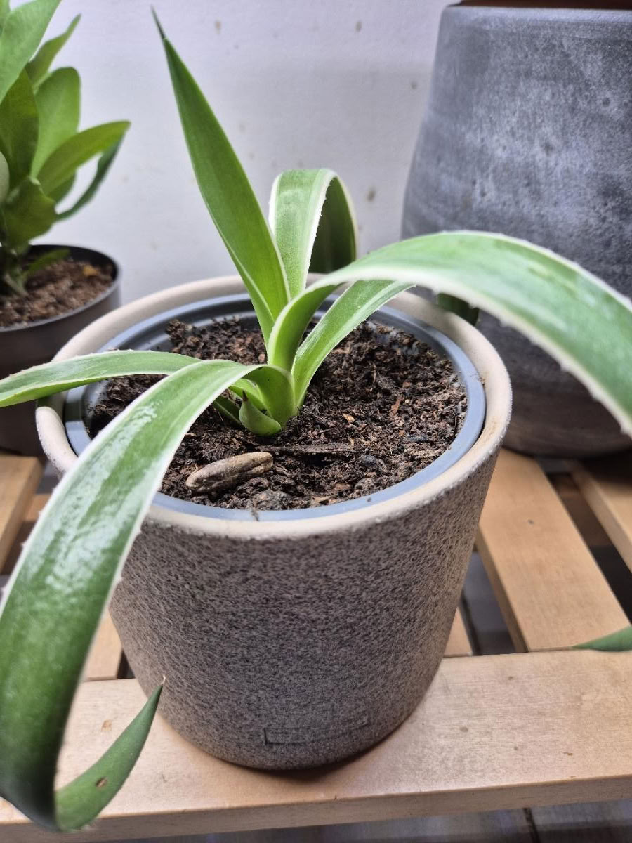 Free: Spider plant (Macclesfield) - Macclesfield Freegle